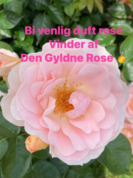 Nye bilder - Blomsterinfo